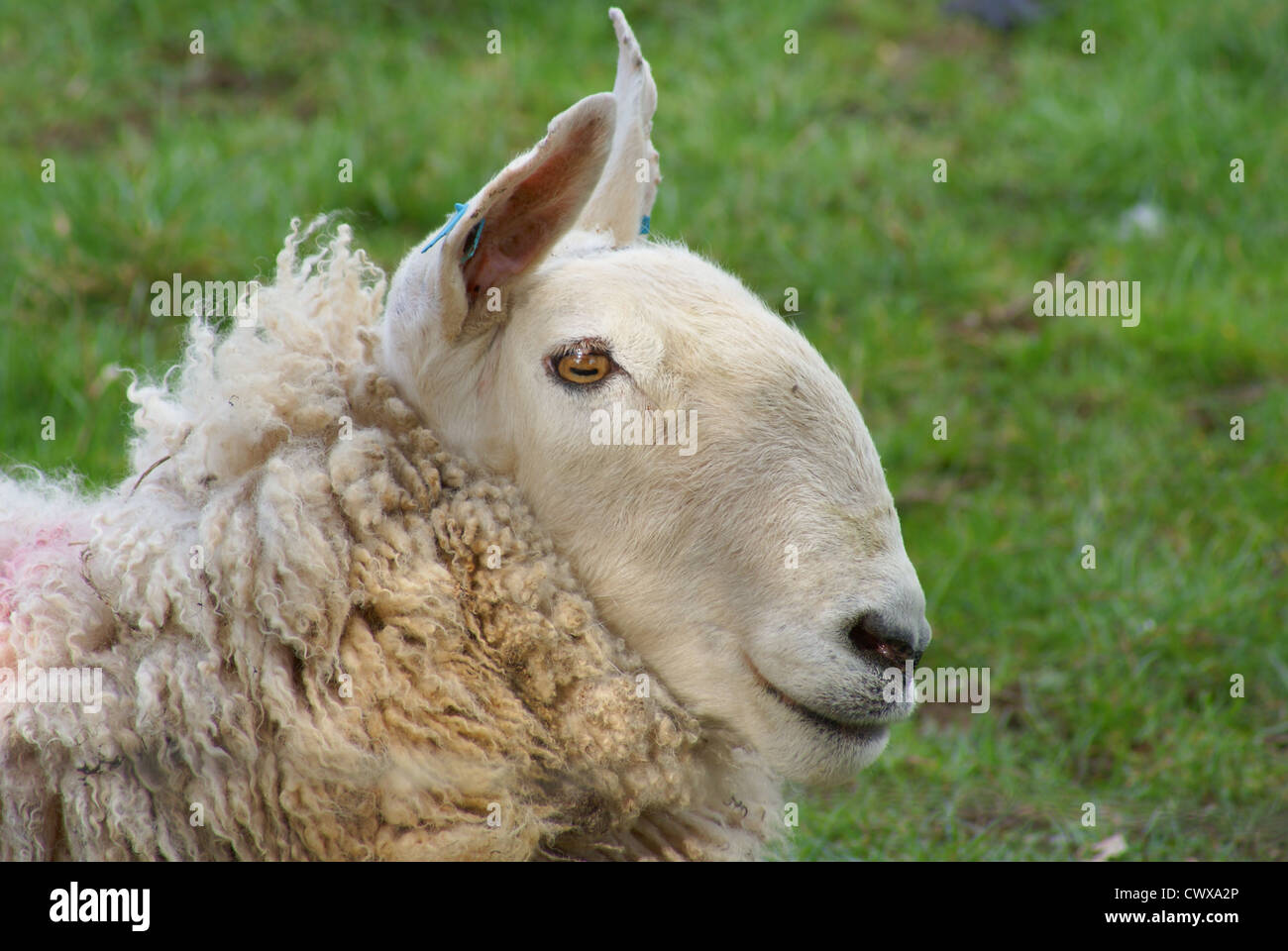 Border Leicester sheep head in profile Stock Photo - Alamy