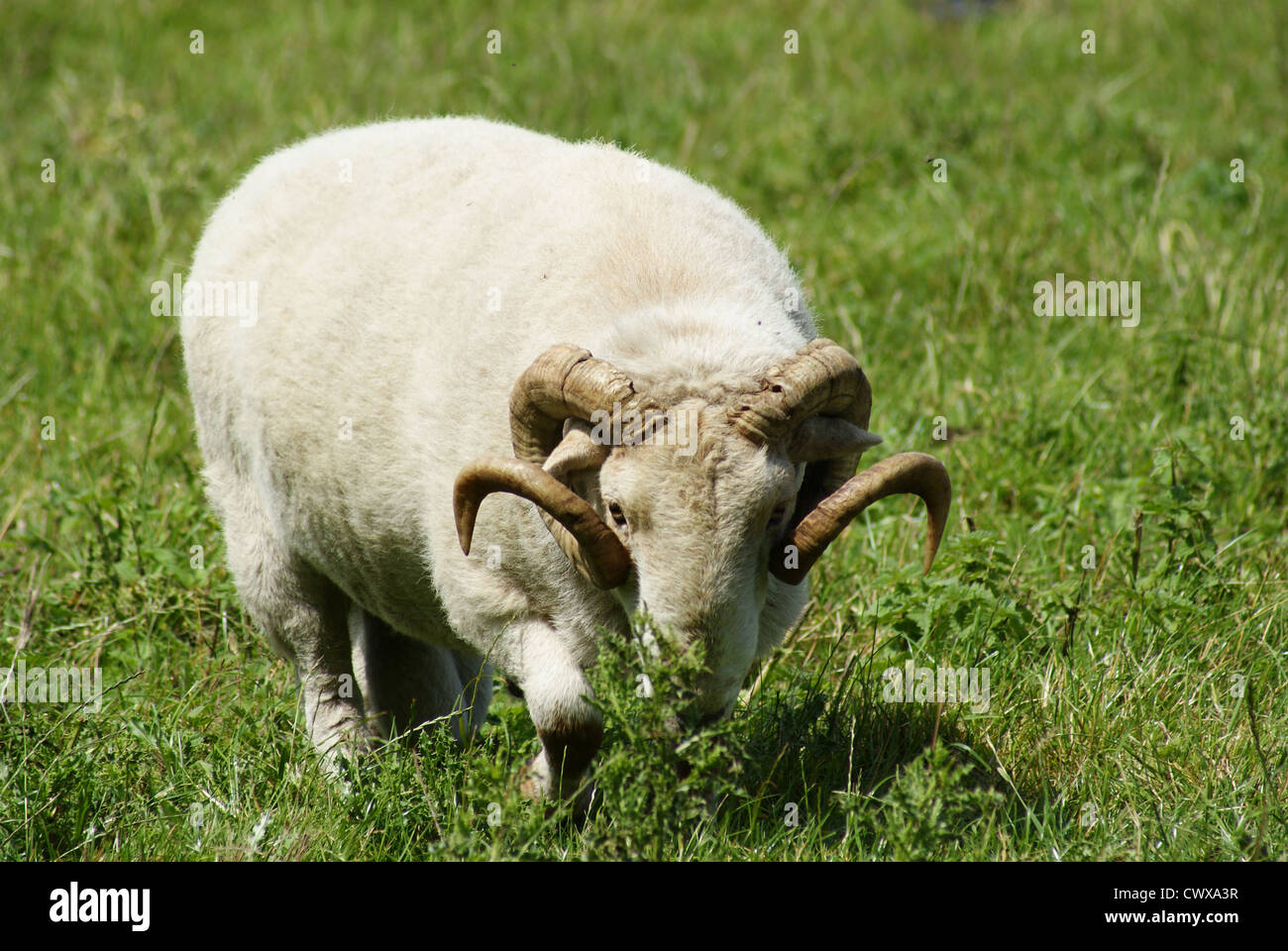 Welsh Mountain Sheep Stock Photo - Alamy
