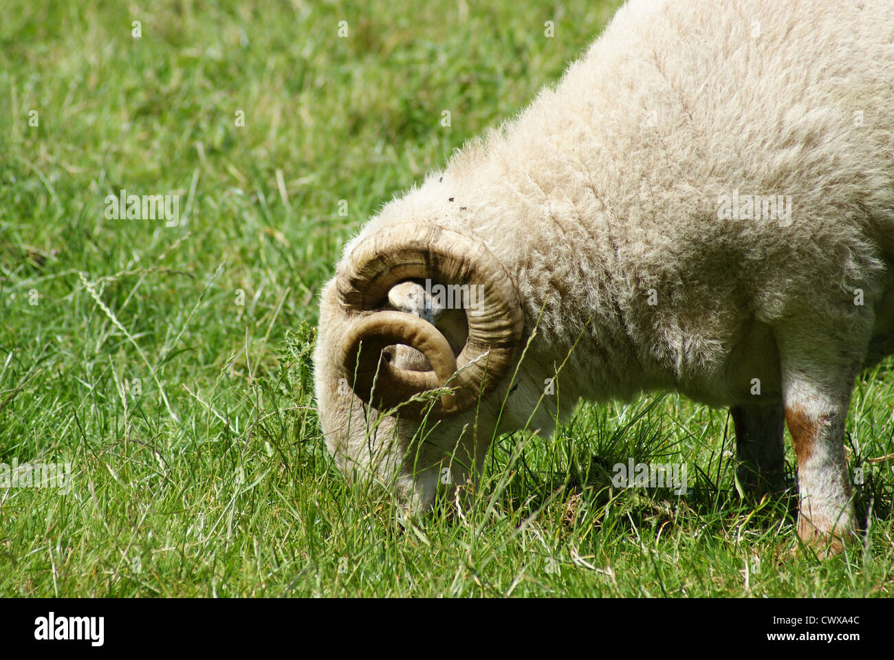 Welsh Mountain Sheep Stock Photo - Alamy