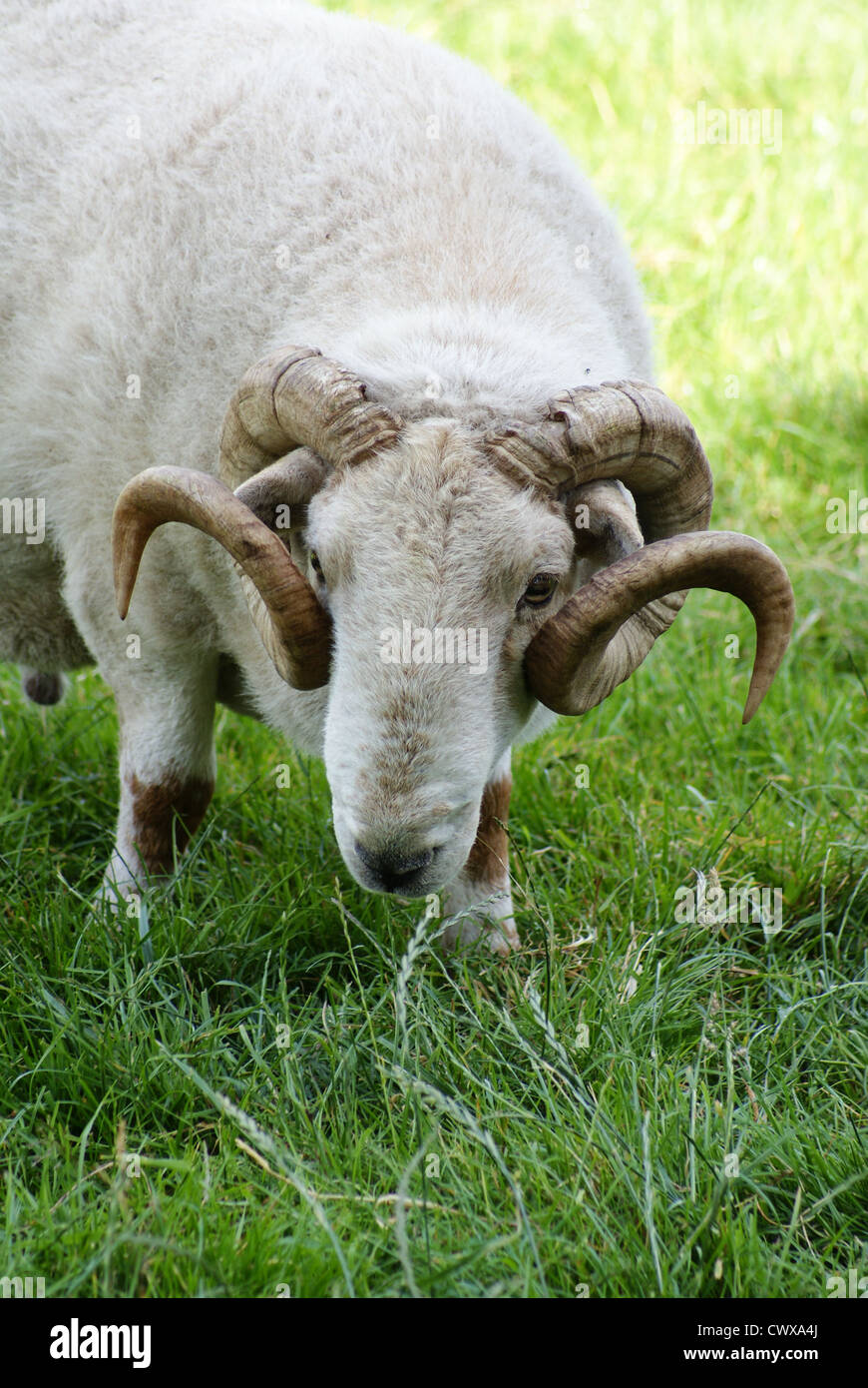 Welsh Mountain Sheep Stock Photo - Alamy
