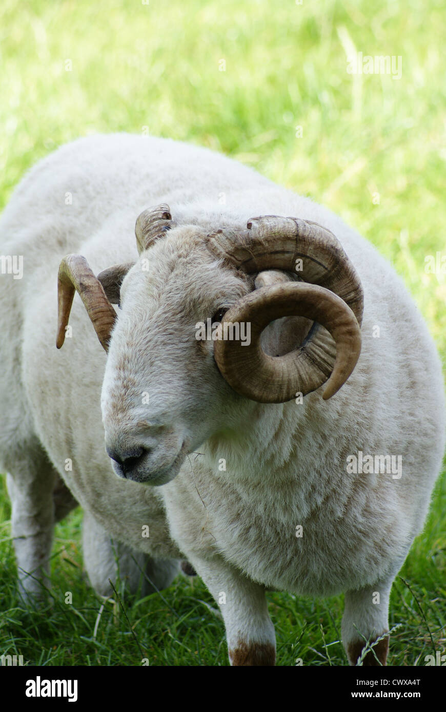 Welsh Mountain Sheep Stock Photo - Alamy