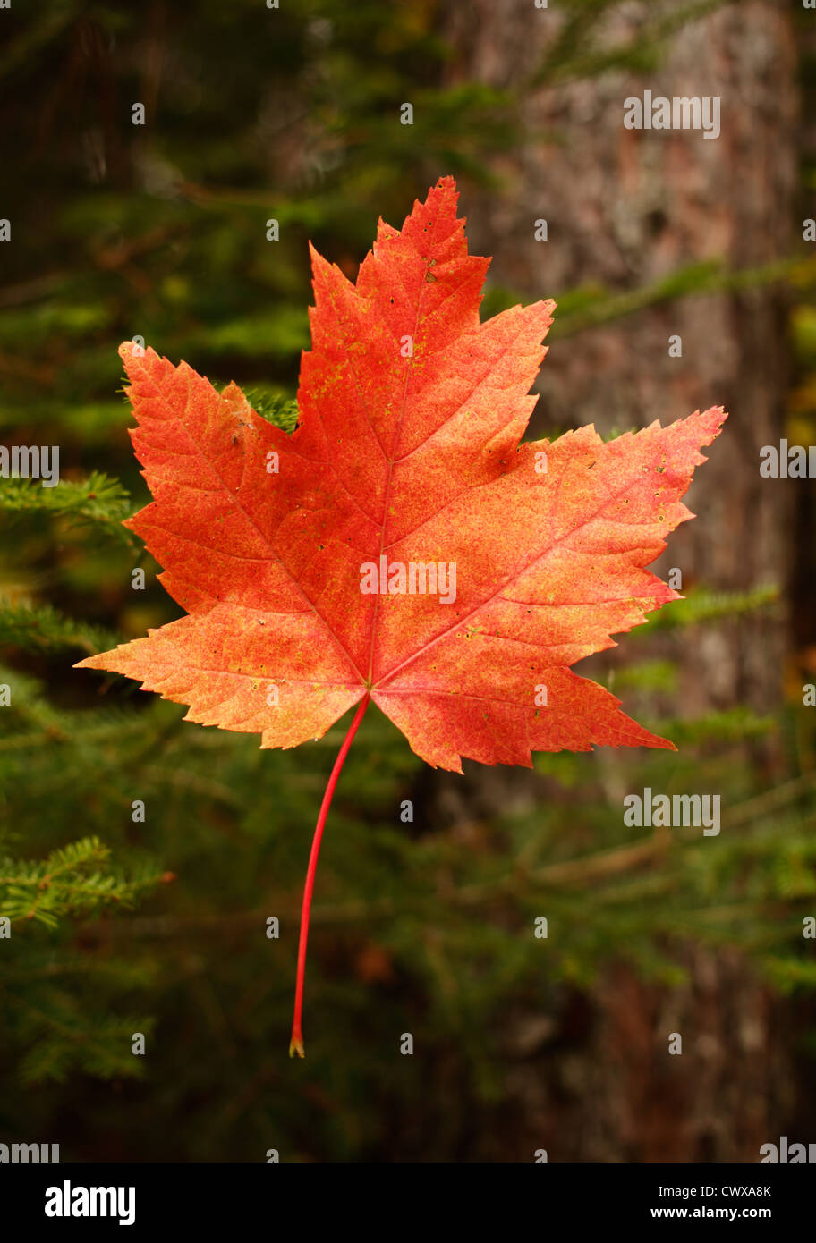 Reddish orange autumn maple leaf in a Northern Minnesota forest Stock ...