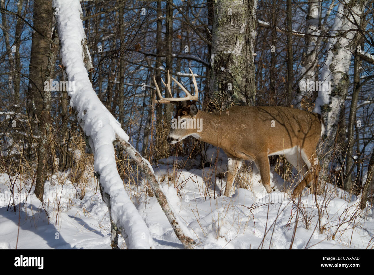 White-tailed deer in winter Stock Photo - Alamy
