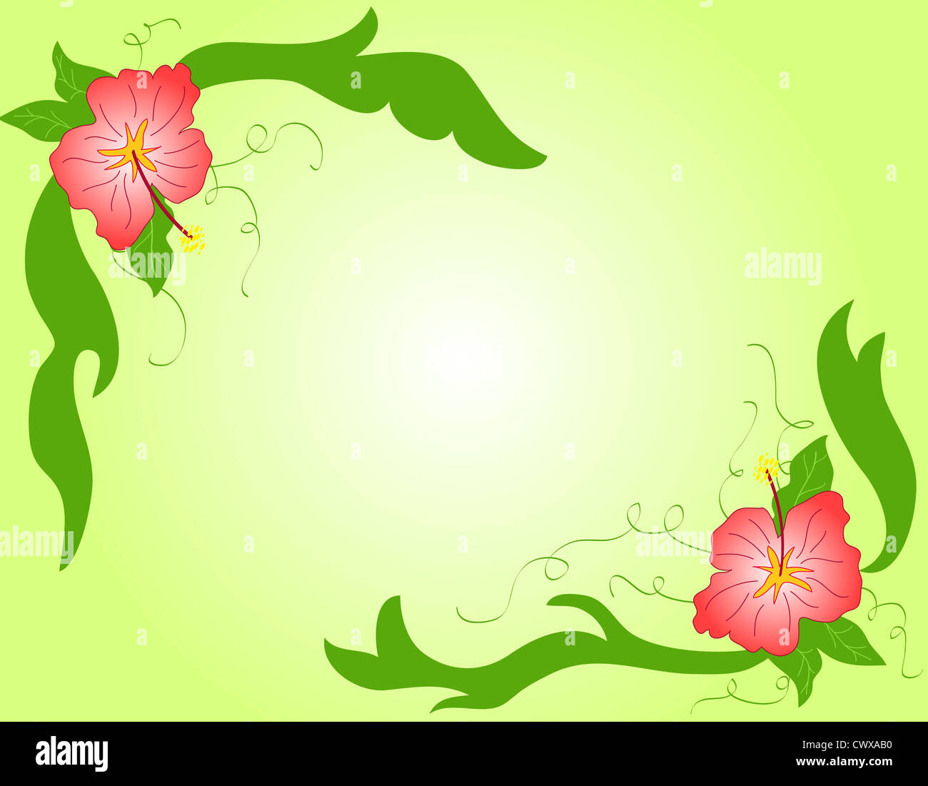 Tropical hibiscus flowers frame Stock Photo - Alamy
