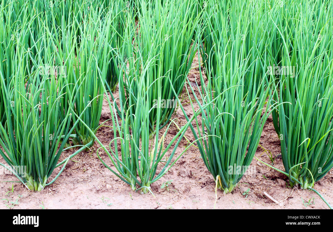 onion plantation in the vegetable garden Stock Photo - Alamy