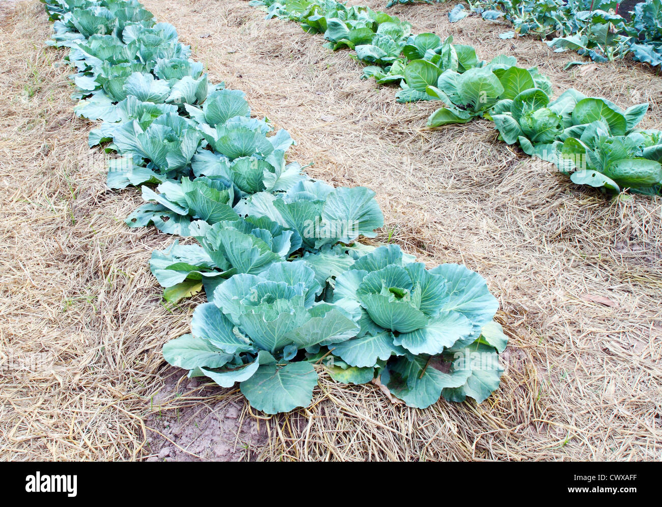 Chinese kale vegetable growing at a farm Stock Photo - Alamy