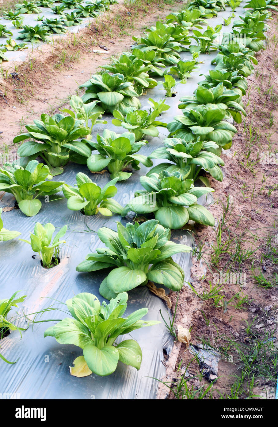 Cantonese Chinese vegetables plant at farm Stock Photo - Alamy