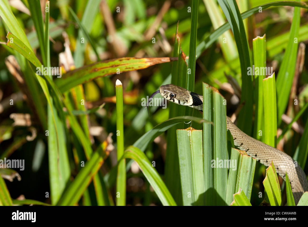 Grass snake sliding through the grass Stock Photo - Alamy