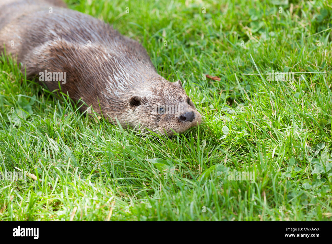 Head and body of an otter lying on the grass and stretching out Stock ...