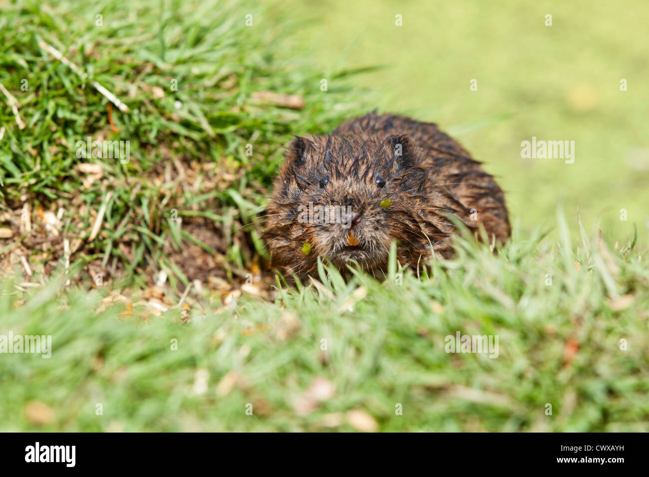 Water vole bank grass hi-res stock photography and images - Alamy