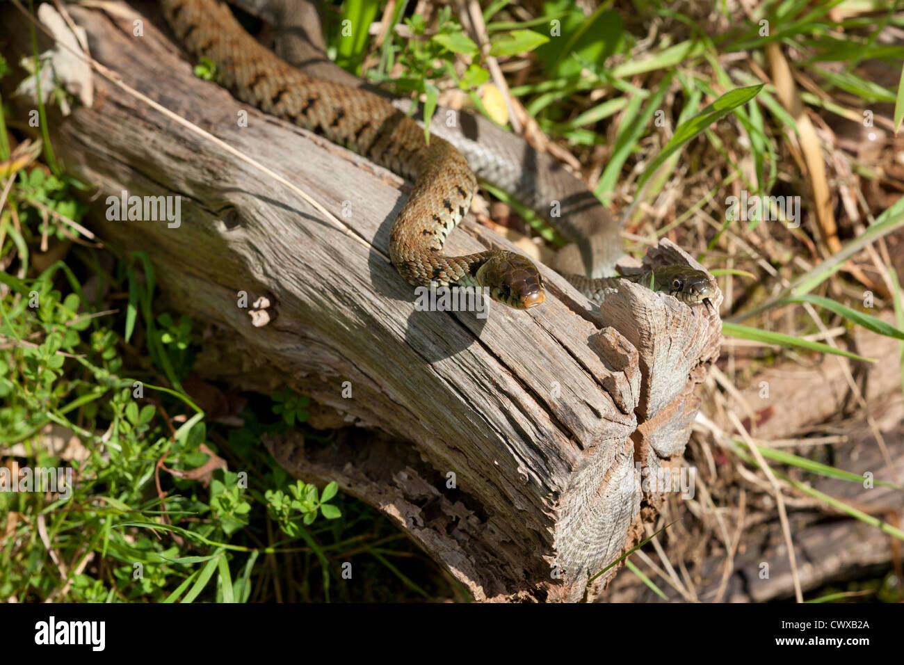 Snake on a log hi-res stock photography and images - Alamy