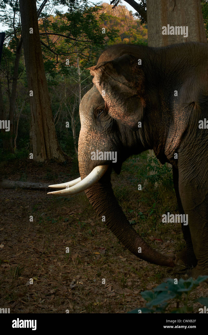 Profile view of Asian elephant photographed in jungle setting of ...