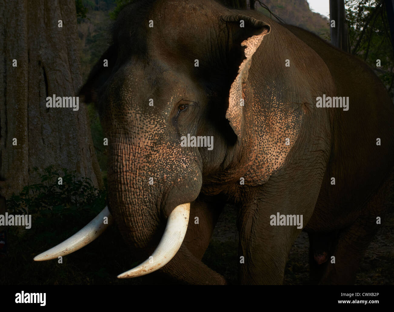 Close up view of Asian elephant photographed in jungle setting of ...