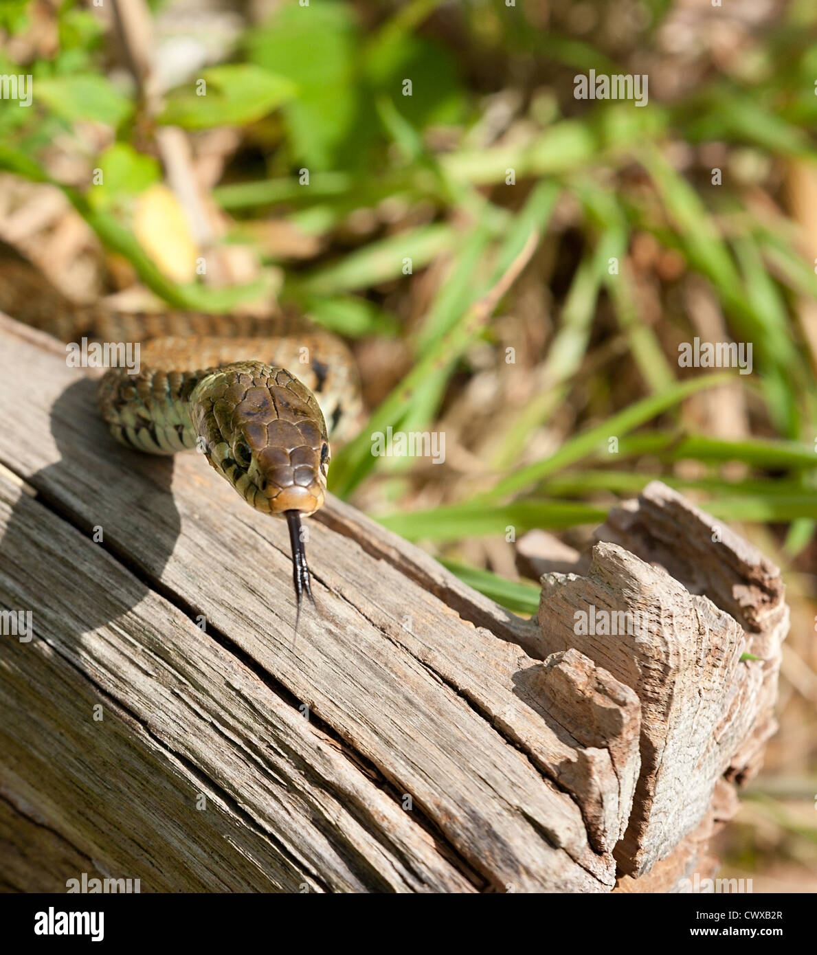 Serpent tongue hi-res stock photography and images - Alamy
