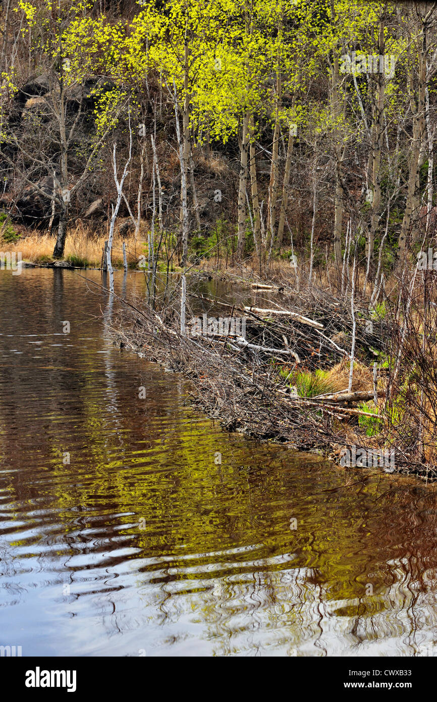 Early emergence hi-res stock photography and images - Alamy