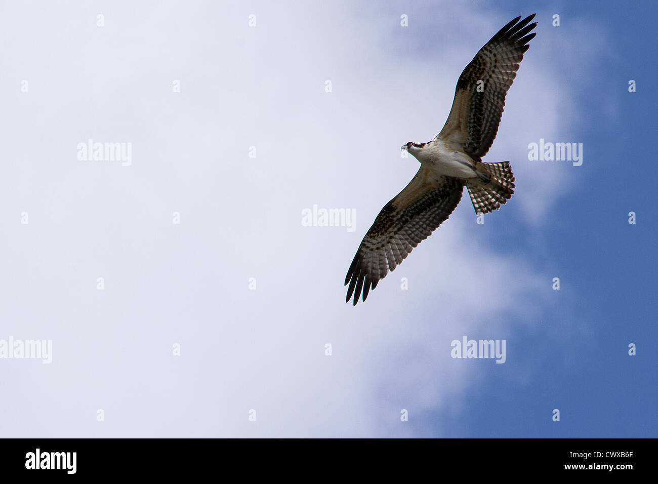 The Osprey, sea hawk, fish eagle, fish hawk in flight Stock Photo - Alamy