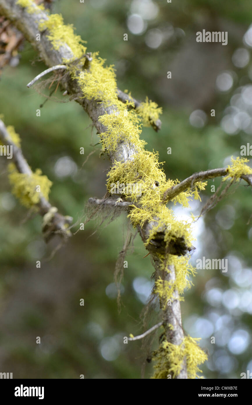 Witches hair hi-res stock photography and images - Alamy