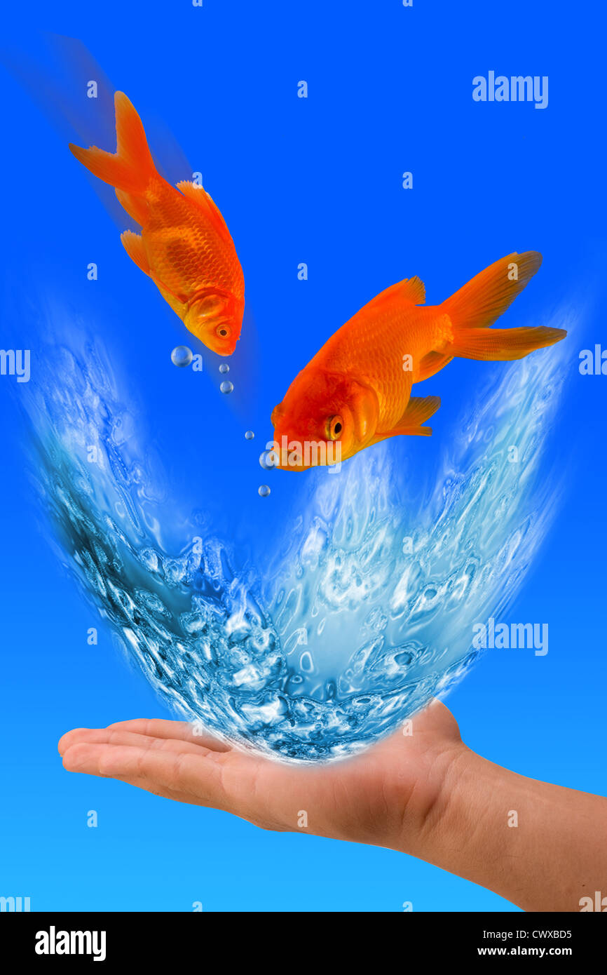 Goldfish jumping hi-res stock photography and images - Alamy