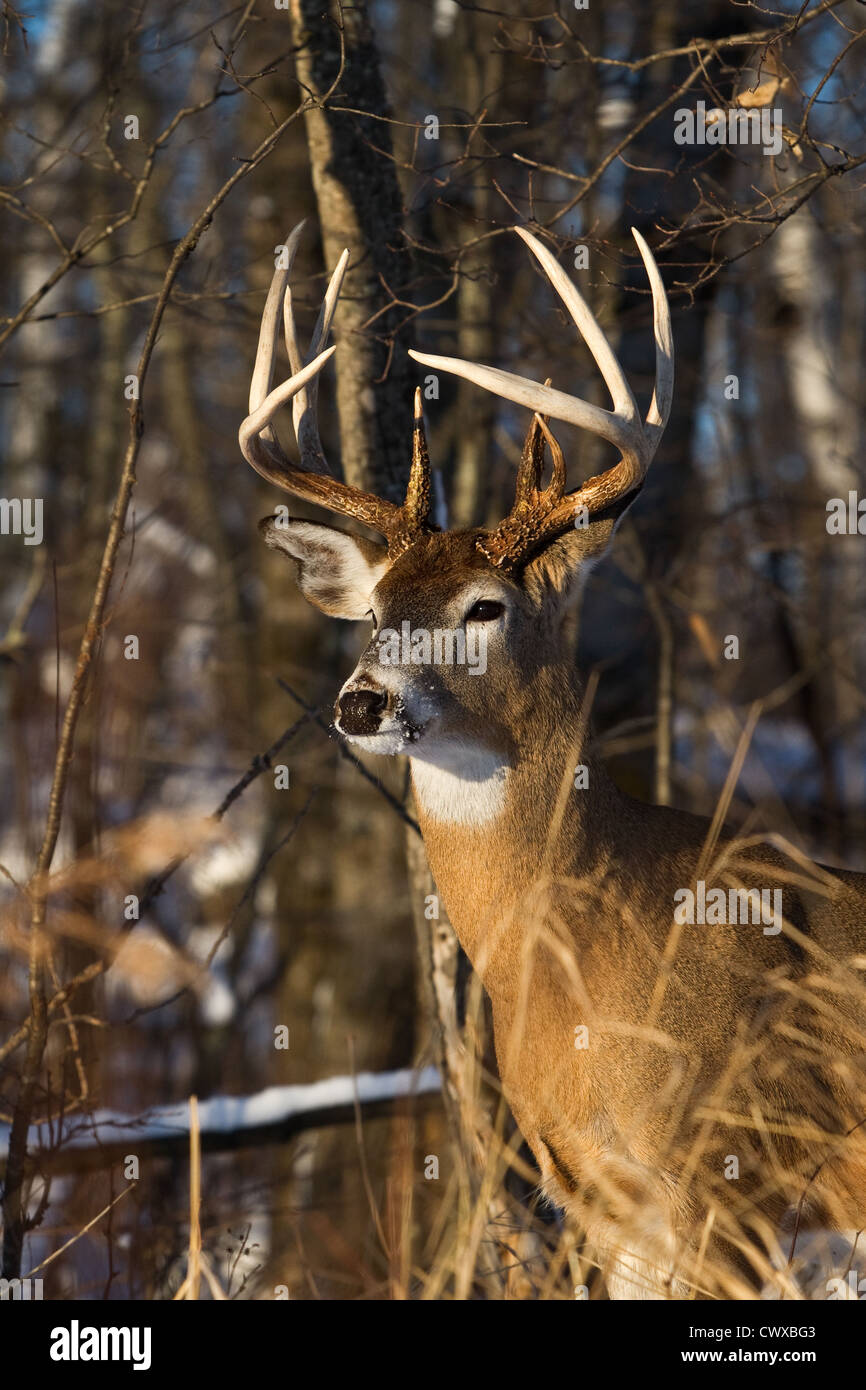 9 point buck hi-res stock photography and images - Alamy