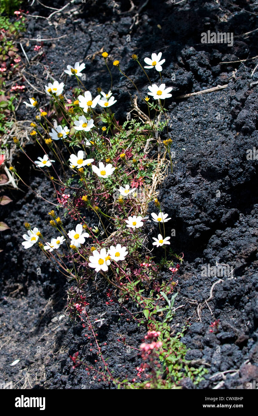 Wild flowers growing out of lava atop Pacaya volcano, Antigua ...