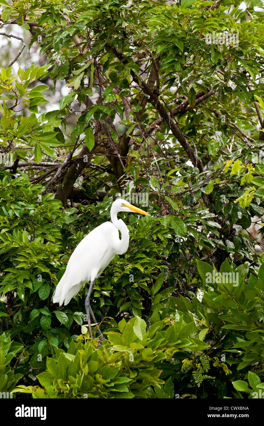 Guatemala, Lake Izabal. Great egret Ardea alba on Lake Izabal Lago de ...