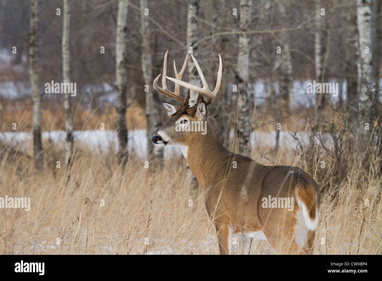 Four point buck hi-res stock photography and images - Alamy