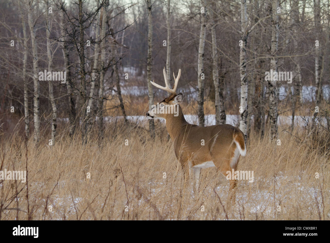 Four point buck hi-res stock photography and images - Alamy