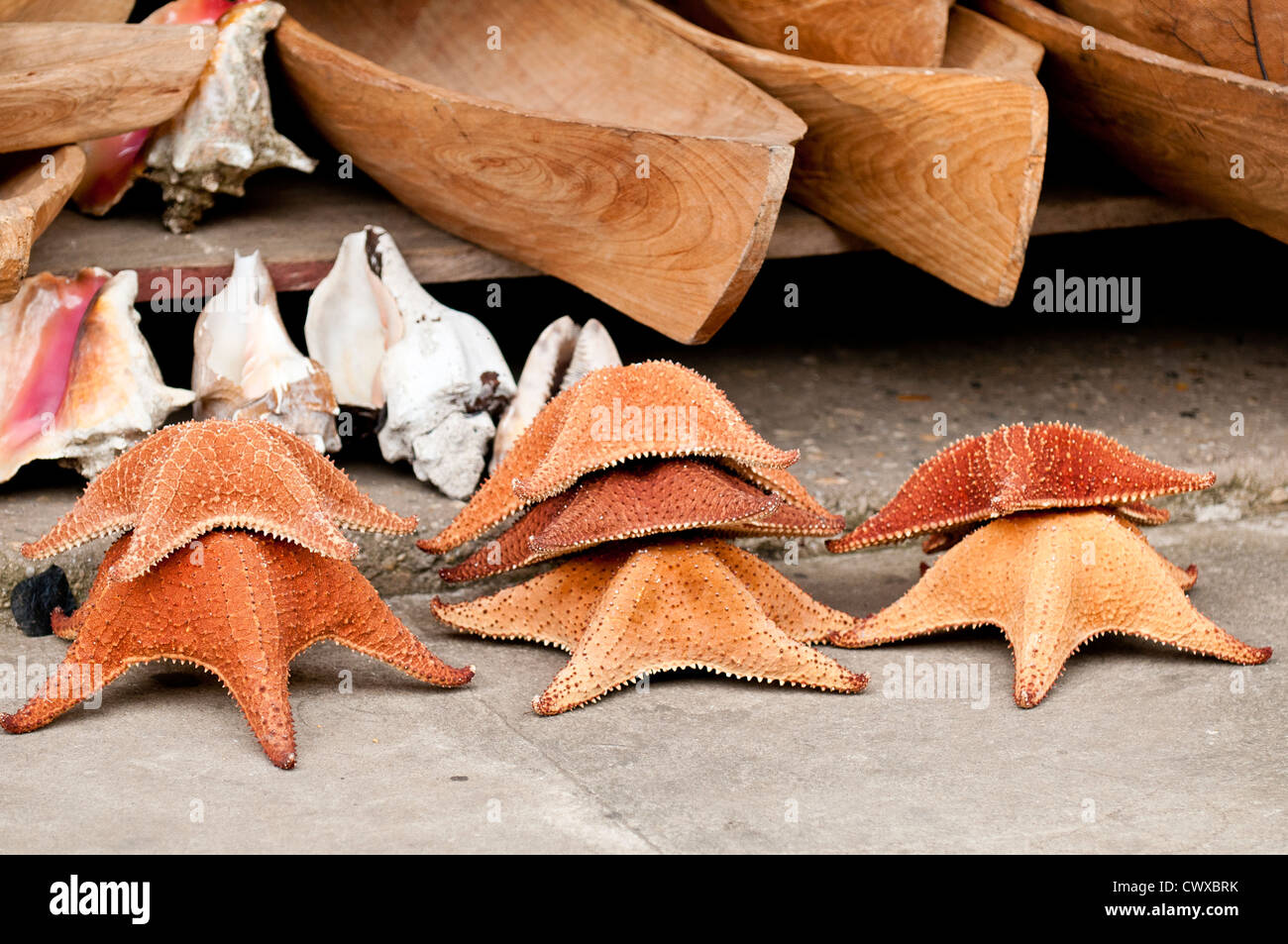 Souvenir starfish shells main street in downtown Livingston a Garifuna ...