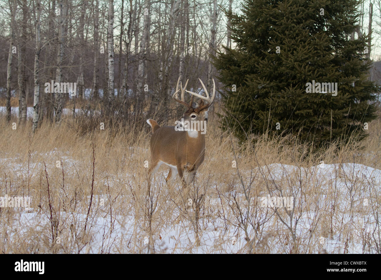 Four point buck hi-res stock photography and images - Alamy