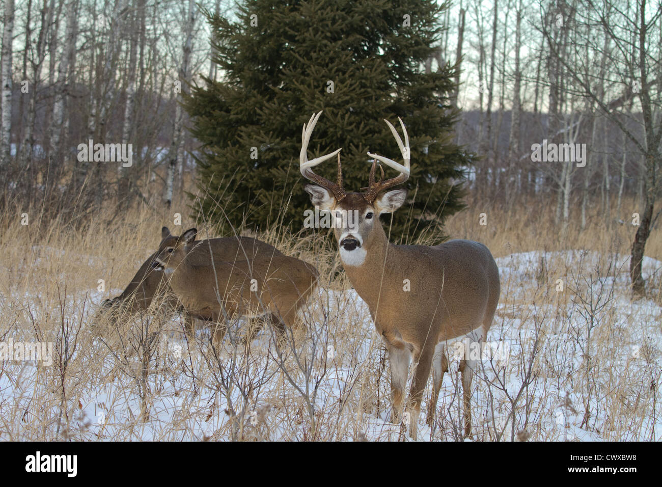 Four point buck hi-res stock photography and images - Alamy