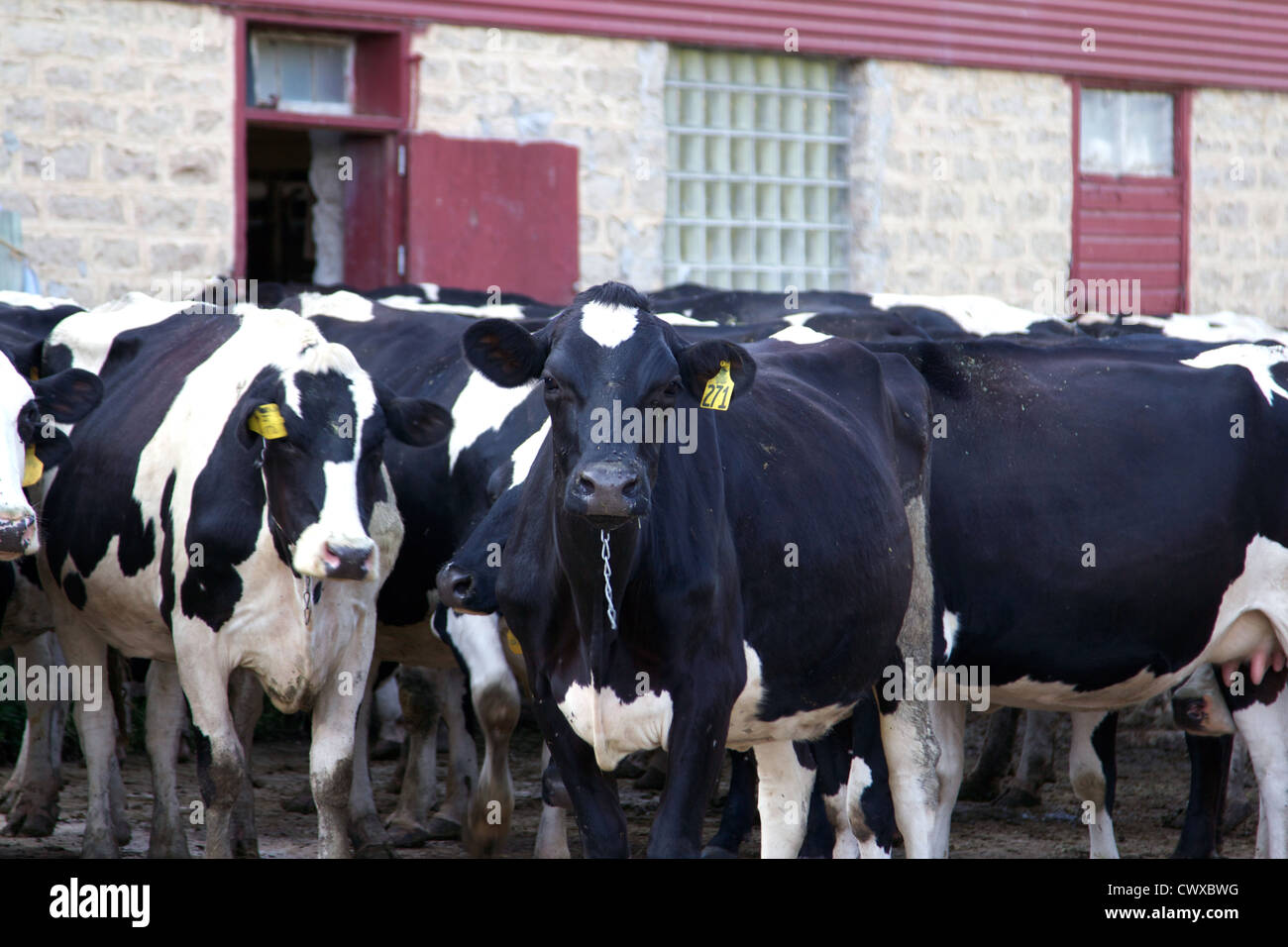 Group of black and white holstein cows in a barnyard Stock Photo - Alamy