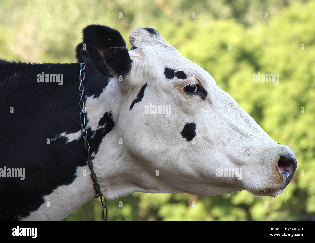 Closeup of the head of a holstein cow Stock Photo - Alamy
