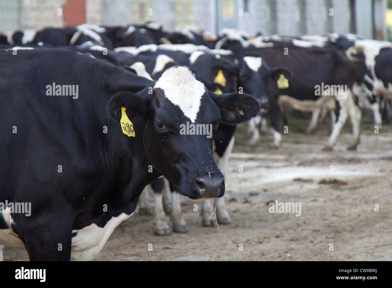 Barnyard with several black and white holstein cows Stock Photo - Alamy