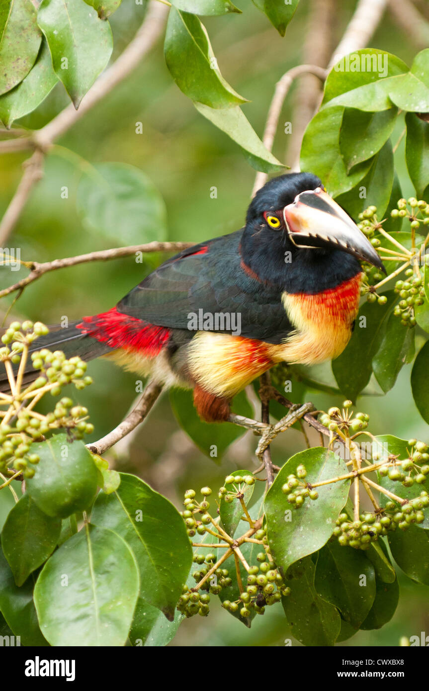 Collared Aracari, Pteroglossus torquatus, Tikal National Park, Parque ...