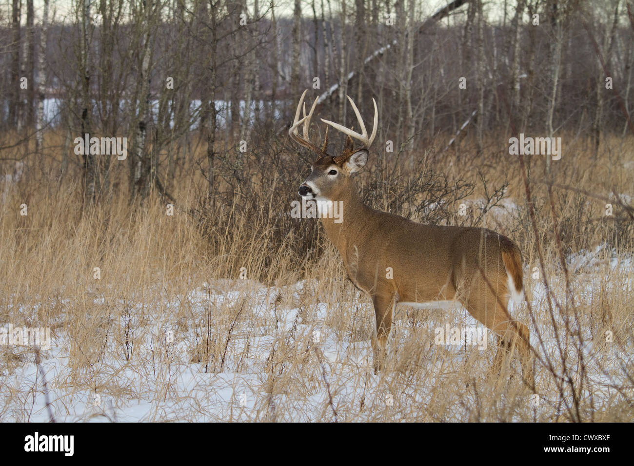 Four point buck hi-res stock photography and images - Alamy
