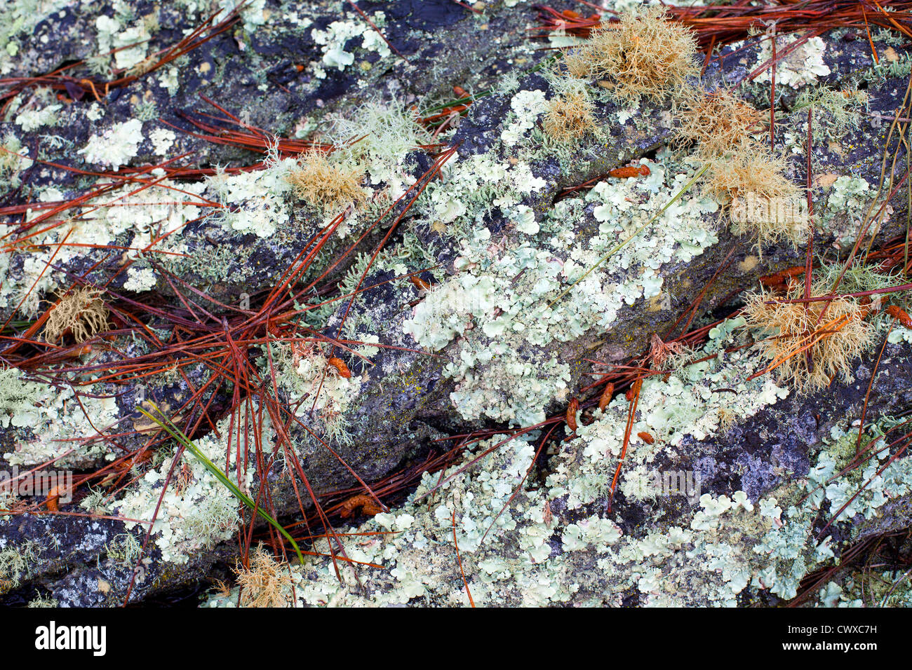 Dead moss hi-res stock photography and images - Alamy