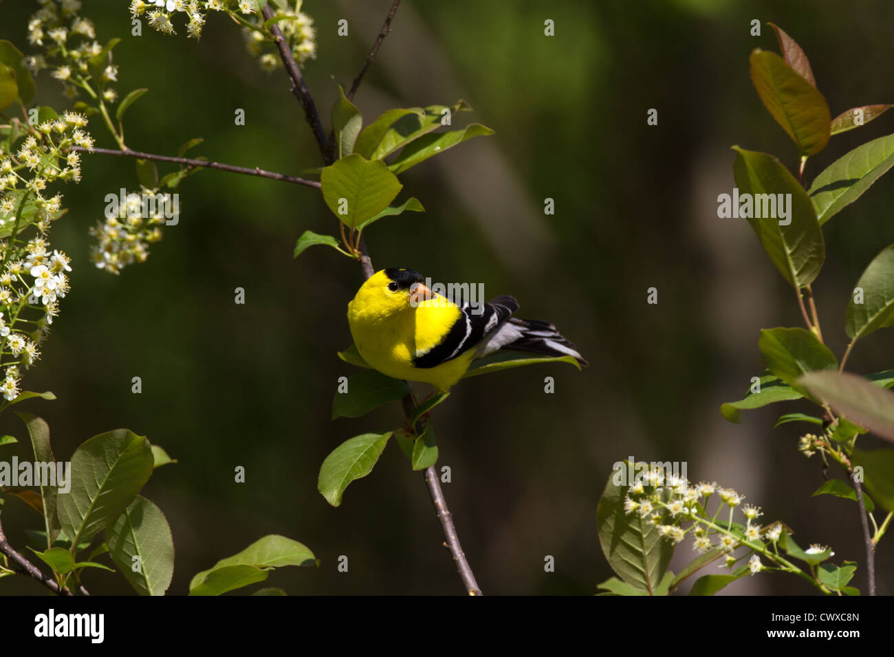 Breeding male goldfinch hi-res stock photography and images - Alamy