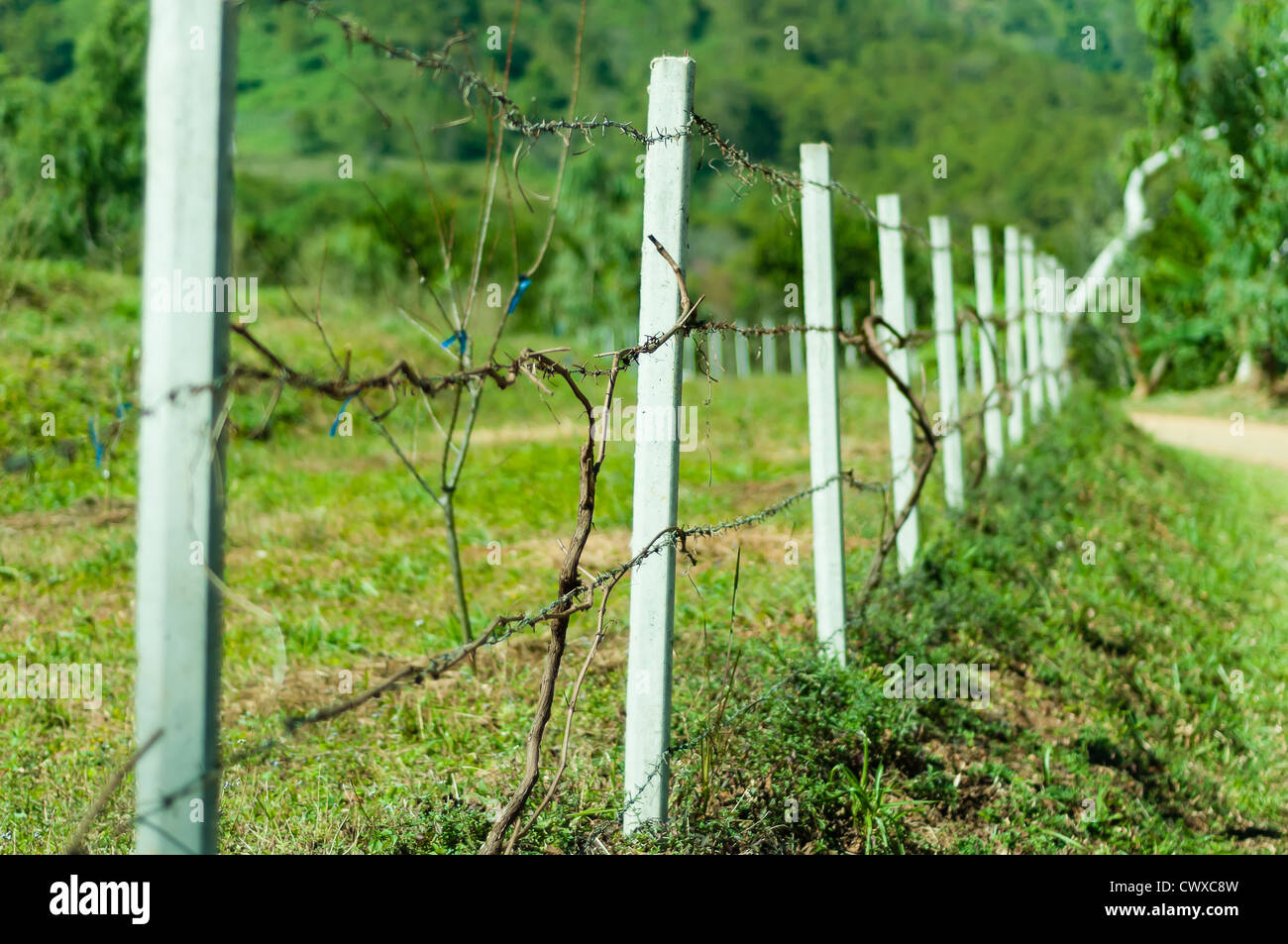 Old barb wire fence with grass in field Stock Photo - Alamy