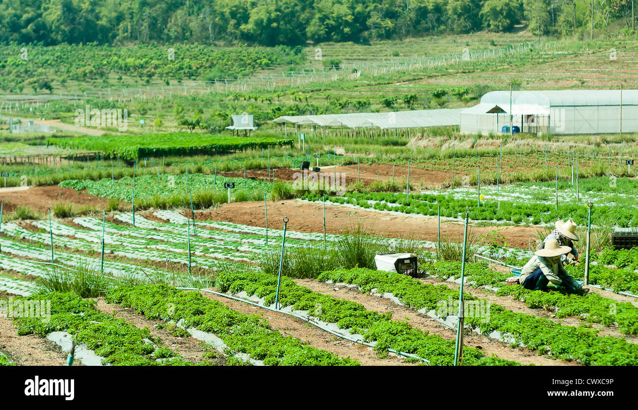 two farmers work in Vegetable garden Stock Photo - Alamy