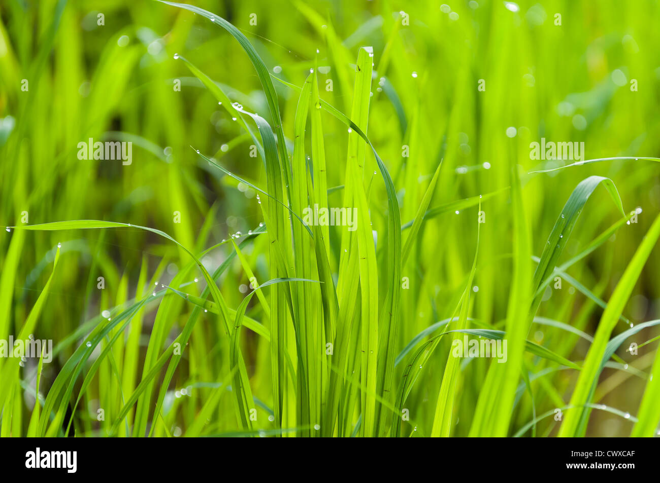 Water drops on rice plant hi-res stock photography and images - Alamy