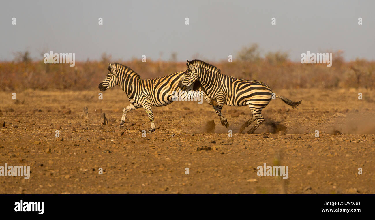 Kicking zebra hi-res stock photography and images - Alamy