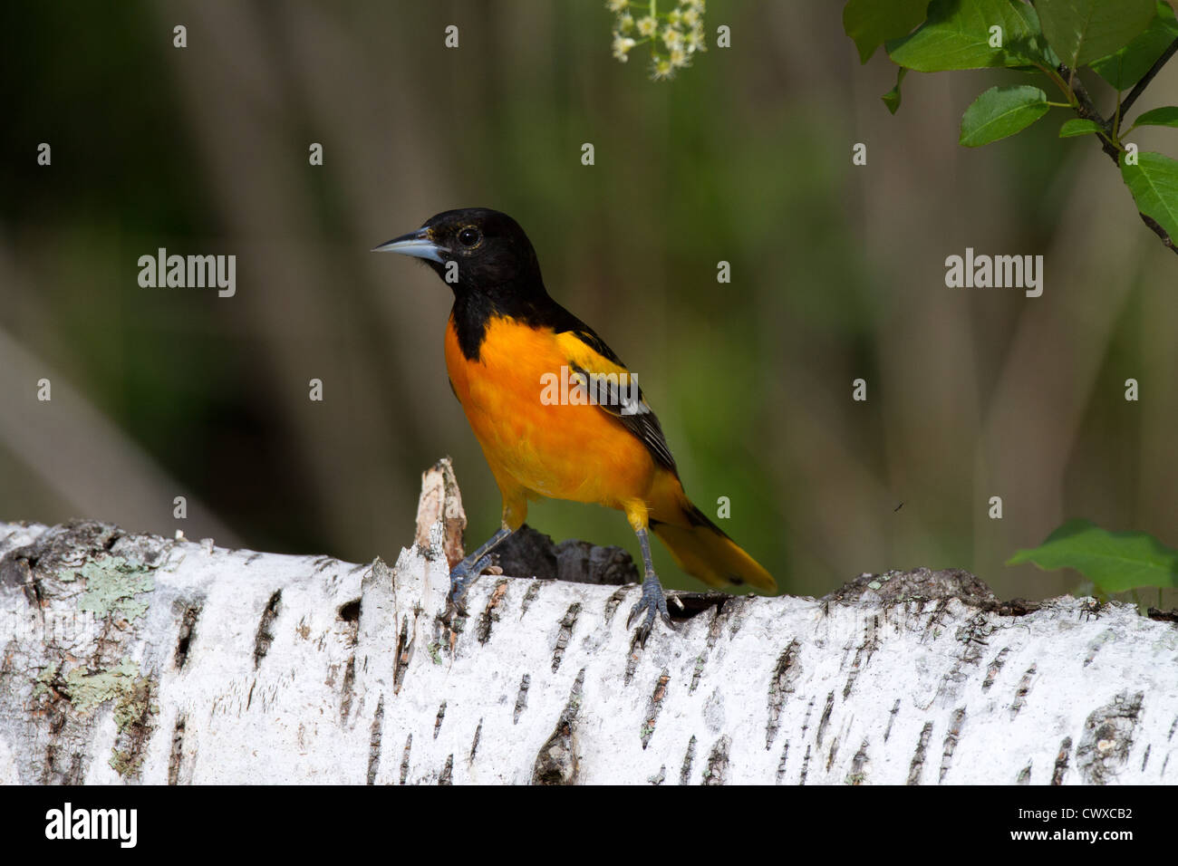 Male baltimore oriole nest hi-res stock photography and images - Alamy