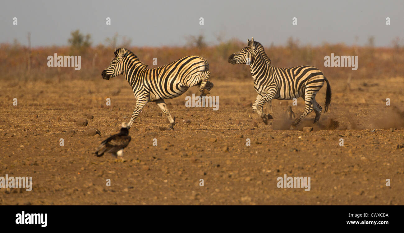 Kicking zebra hi-res stock photography and images - Alamy