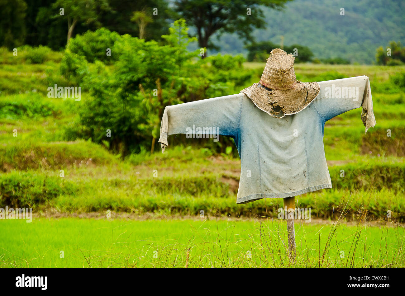 Thai Scarecrow in rice green field Stock Photo - Alamy