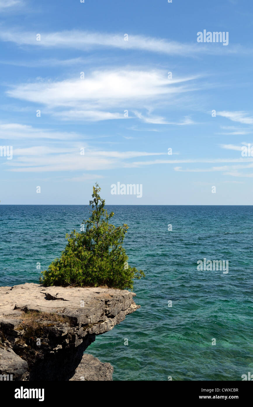A photograph of a evergreen tree on outcrop of rock over Lake Michigan ...