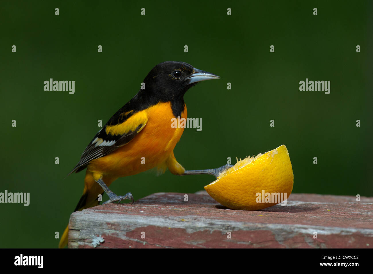 Male baltimore oriole nest hi-res stock photography and images - Alamy