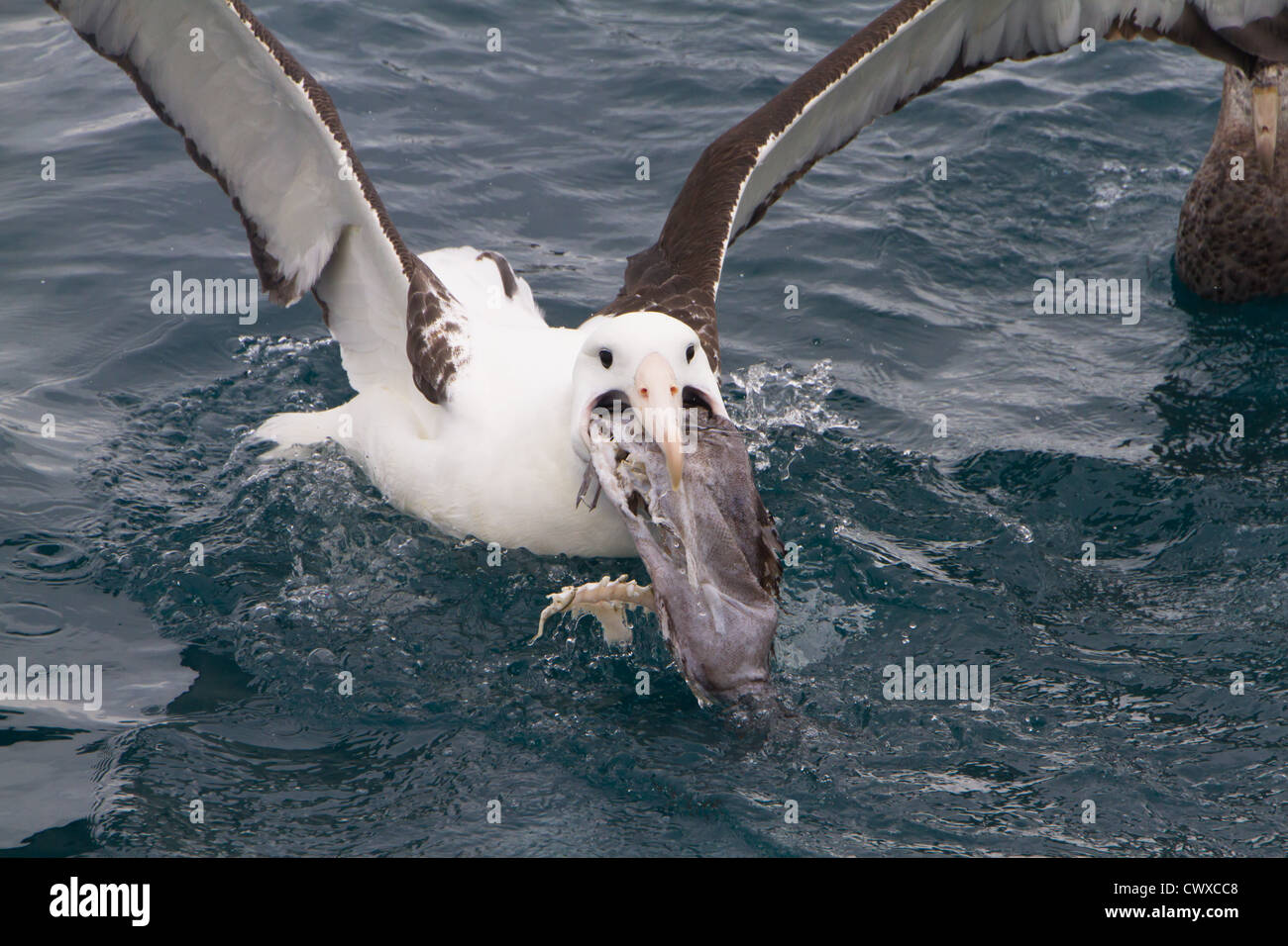 Royal Albatross swallows a fish Stock Photo - Alamy