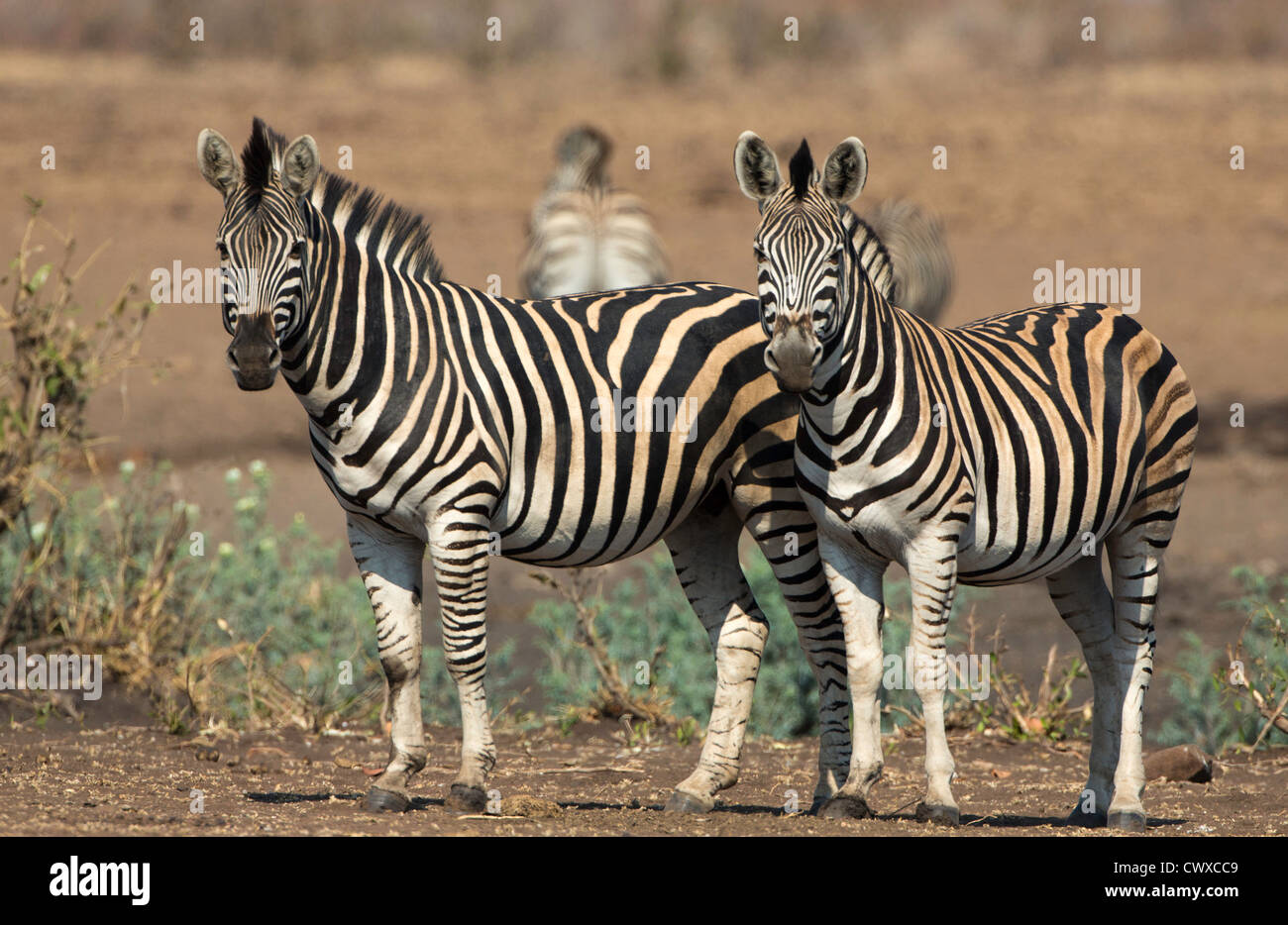 Zebra duo hi-res stock photography and images - Alamy