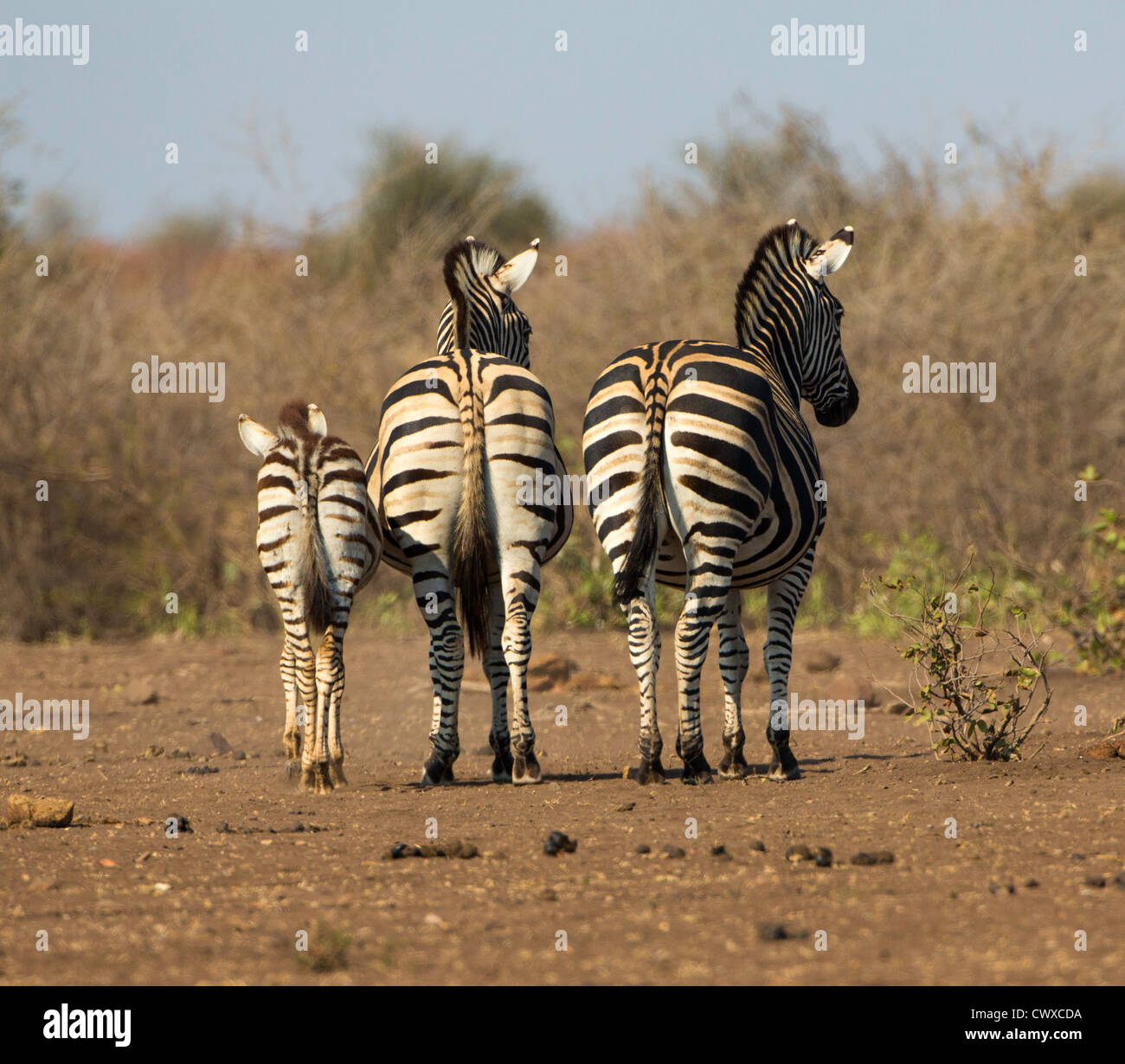 zebra group rear view Stock Photo - Alamy