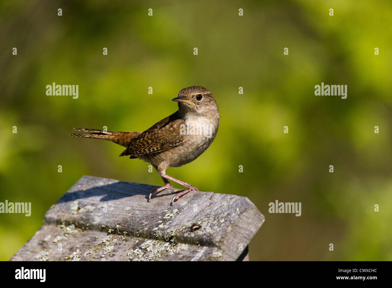 Little brown wren hi-res stock photography and images - Alamy